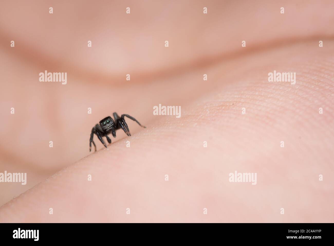 A tiny Jumping spider (Phlegra prasanna) on hand Stock Photo - Alamy