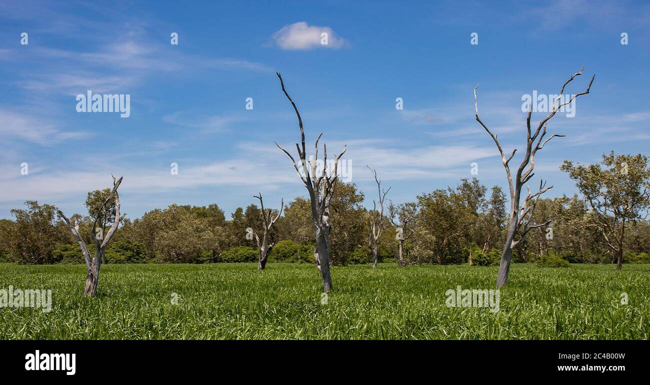 Dead trees among lush vegetation near the water in Australia's northern ...