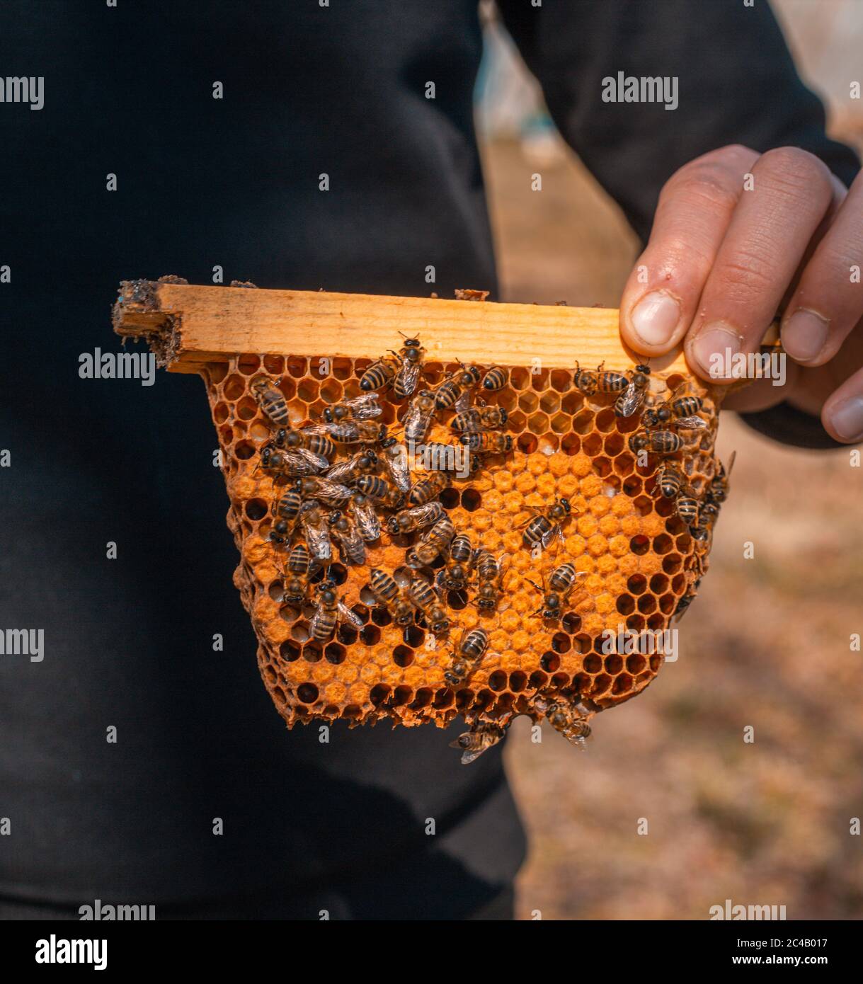 A beekeeper holding A beehive with honey and honey bees Stock Photo - Alamy