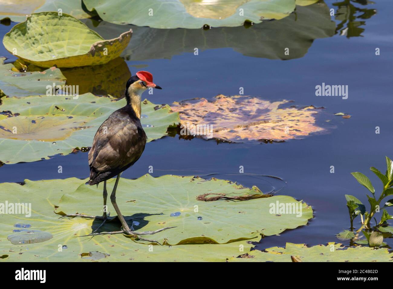 Jesus bird hi-res stock photography and images - Alamy