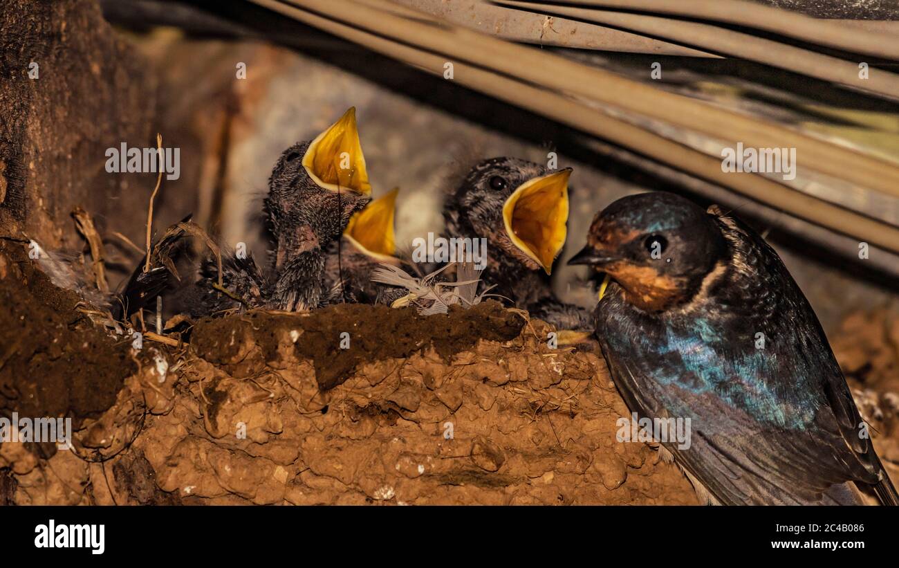 Small group barn swallows hi-res stock photography and images - Alamy