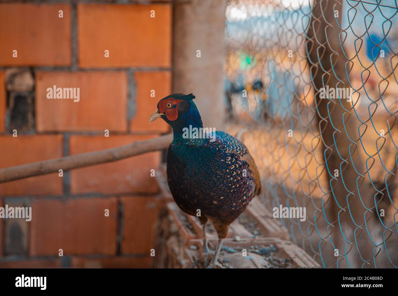 A partridge bird walking in the farm house Stock Photo - Alamy