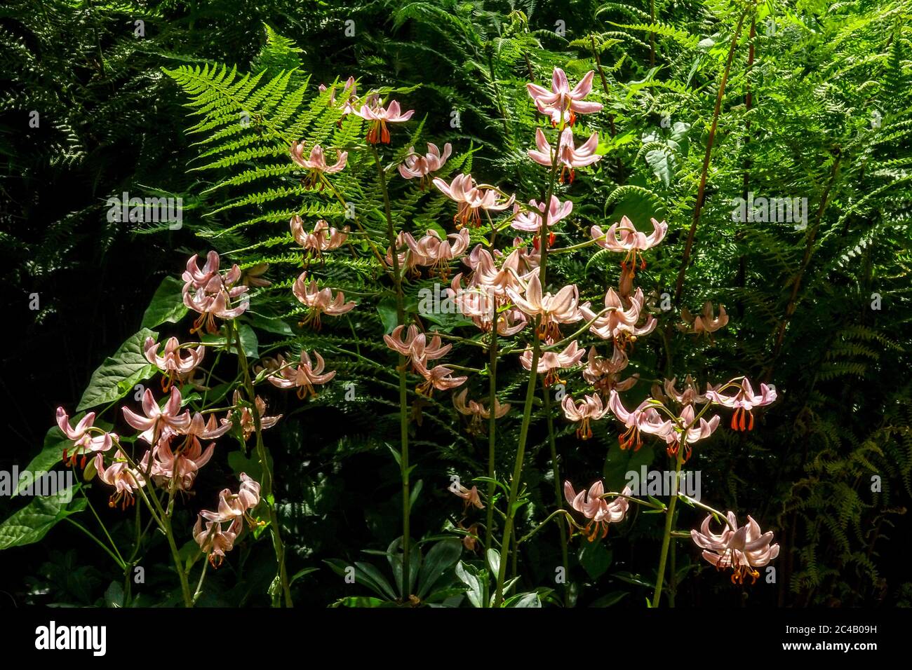 Lilium martagon 'Pink Morning' Turk's Cap Lily ferns Lilies Stock Photo ...