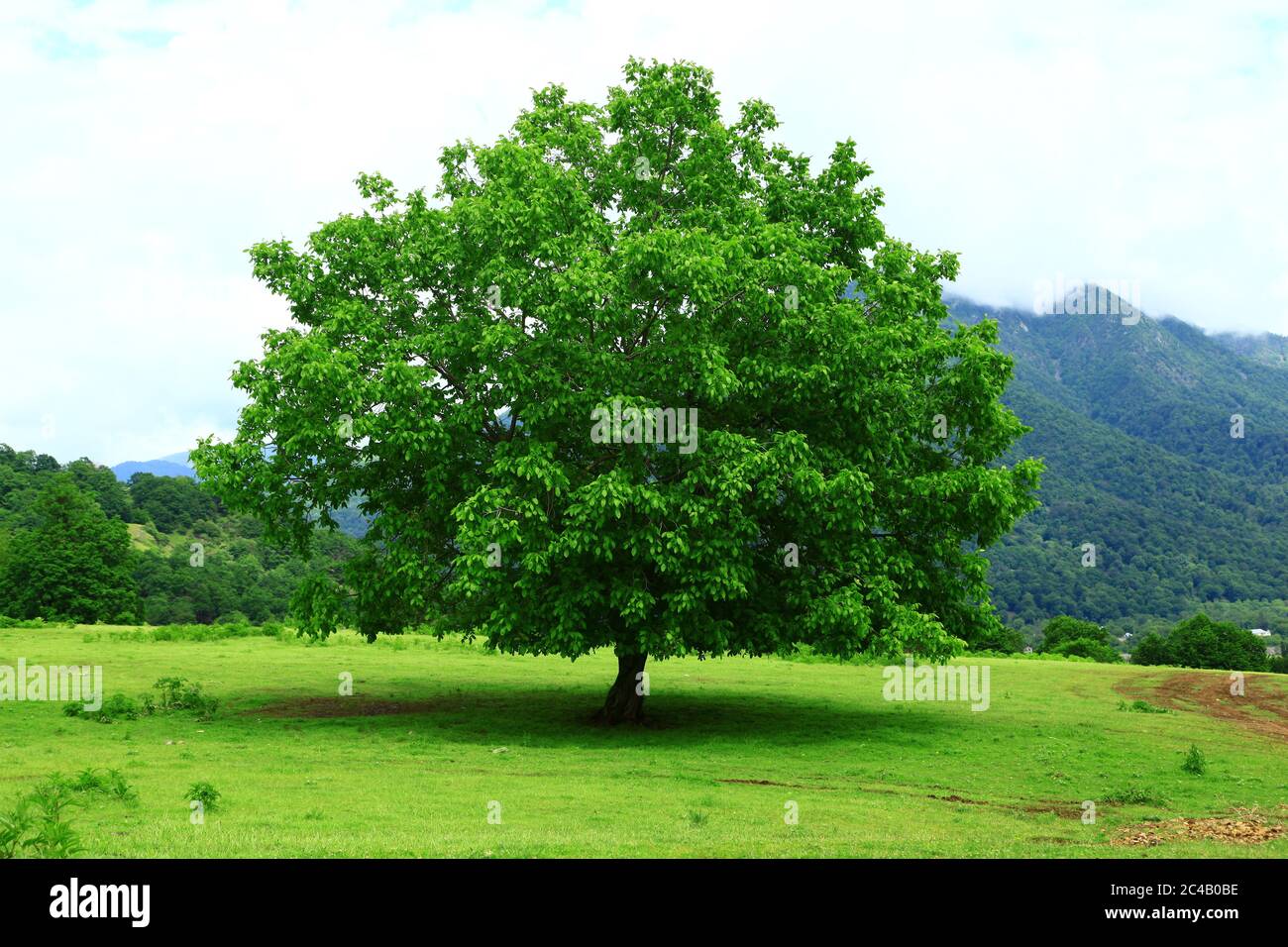 A single tree in the green fields Stock Photo - Alamy