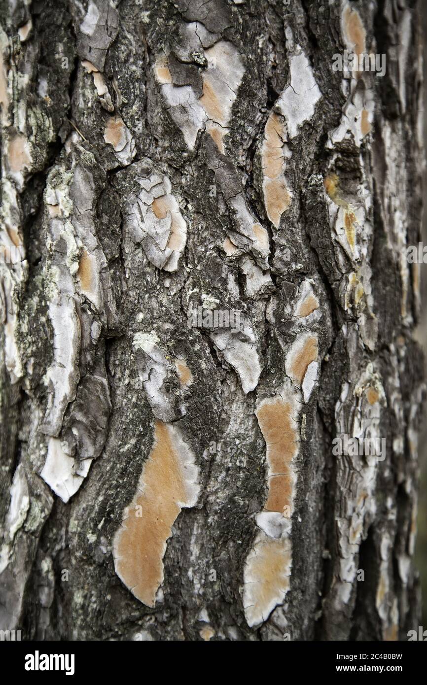 Dry tree bark, background detail of a tree in a forest Stock Photo - Alamy