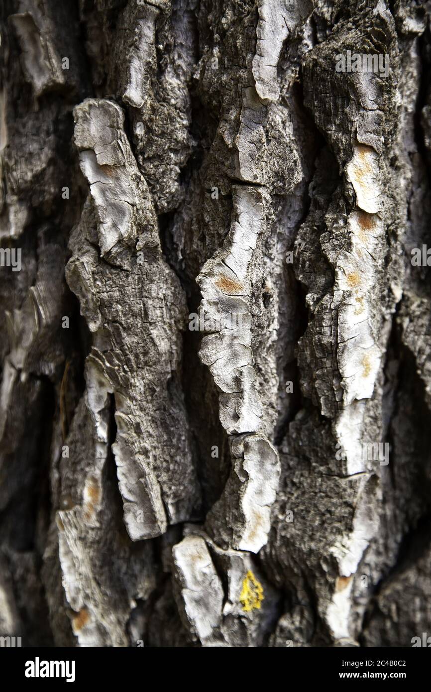 Dry tree bark, background detail of a tree in a forest Stock Photo - Alamy