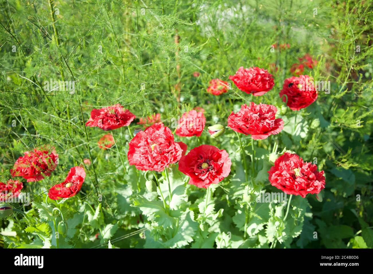 Rock poppy hi-res stock photography and images - Alamy