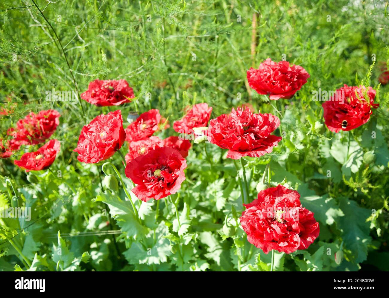 Red Rock Poppies Stock Photo - Alamy
