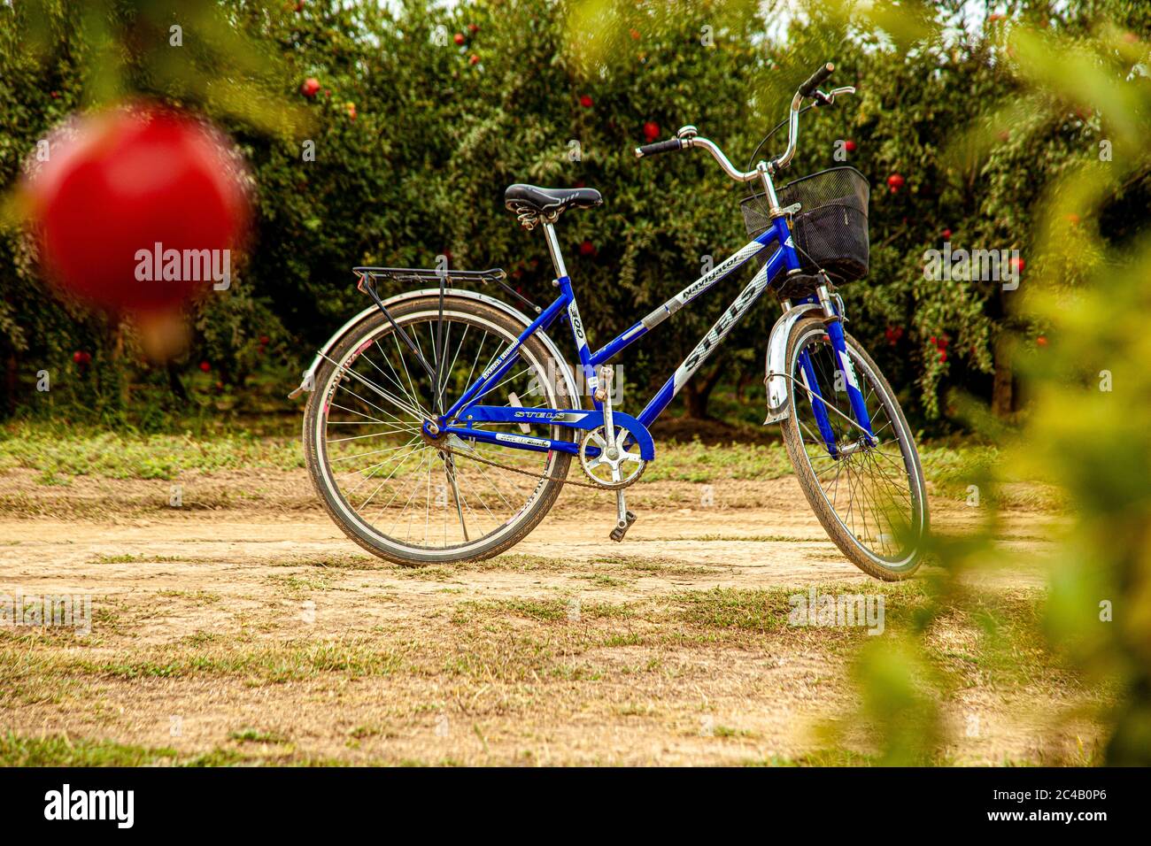 A blue bike parked across pomegranate plantation Stock Photo - Alamy