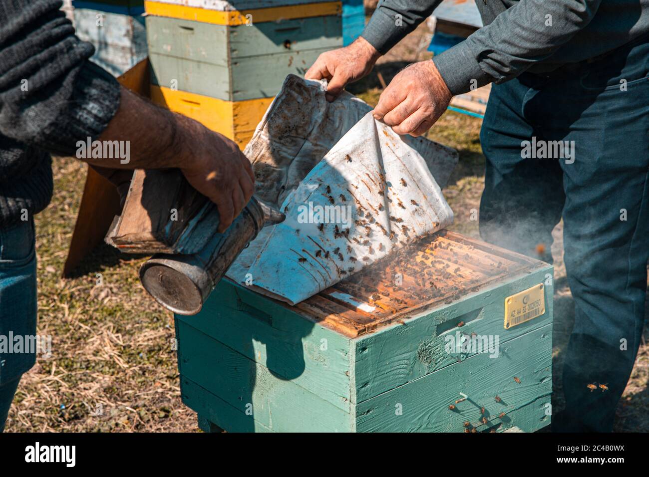 Beekeeper opening the top of a blue wooden beehive box Stock Photo - Alamy