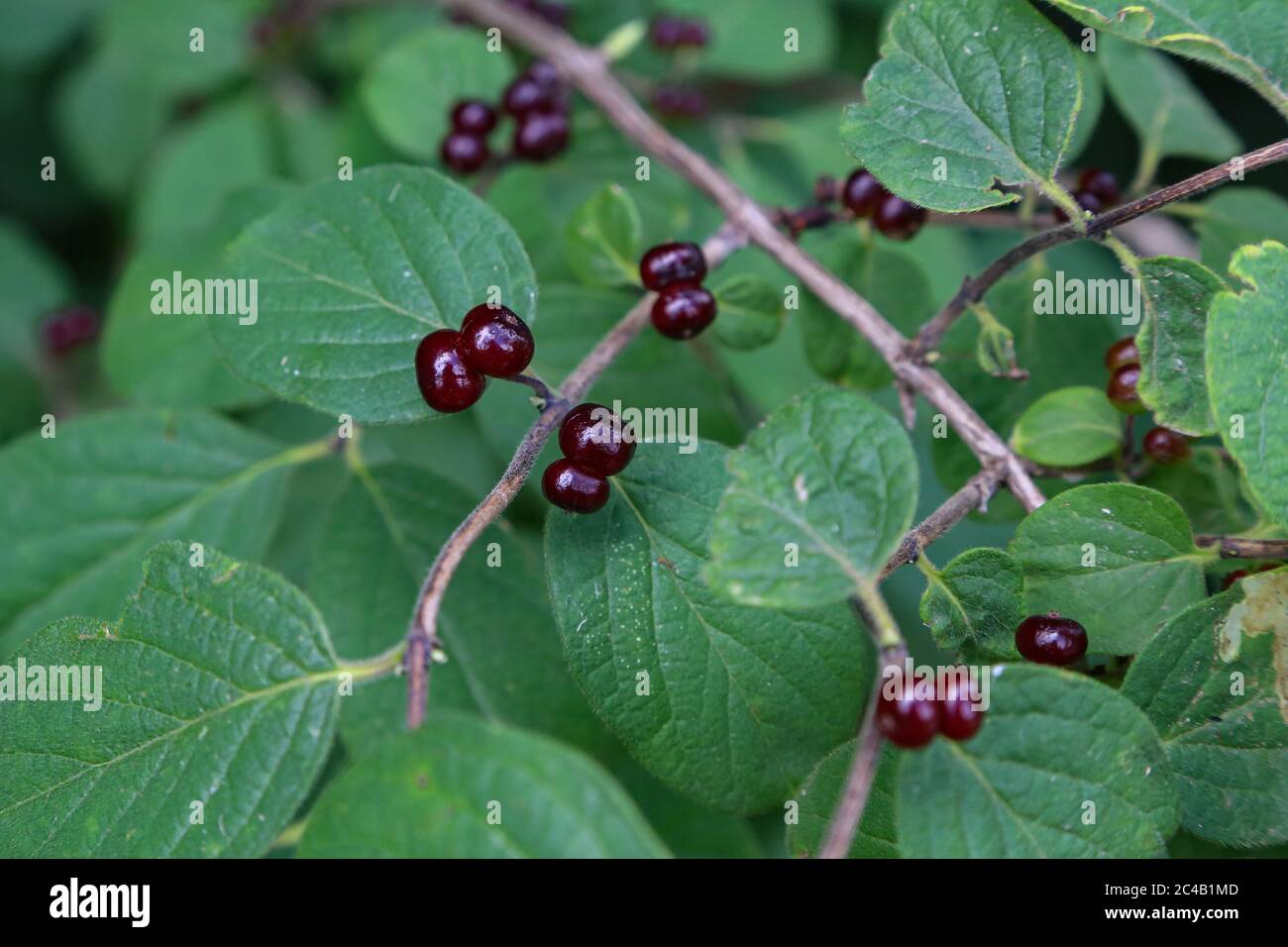 beautiful poisonous wolf berries photographed on a background of green ...