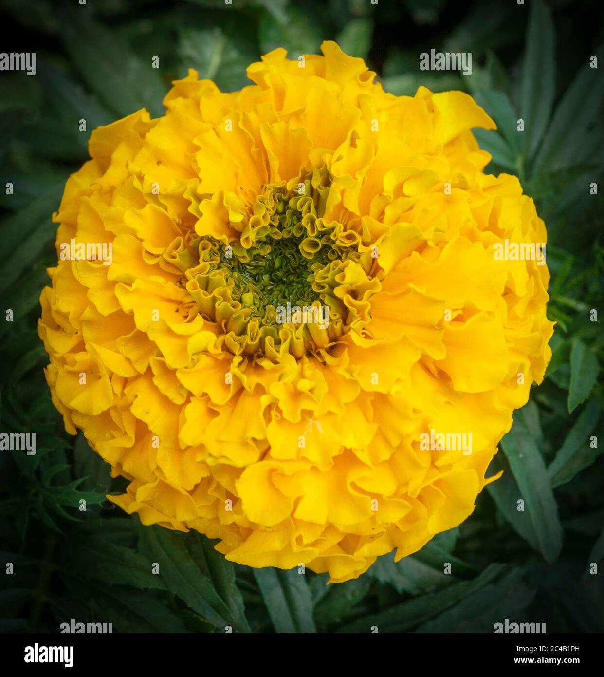 Tagetes patula hi-res stock photography and images - Alamy