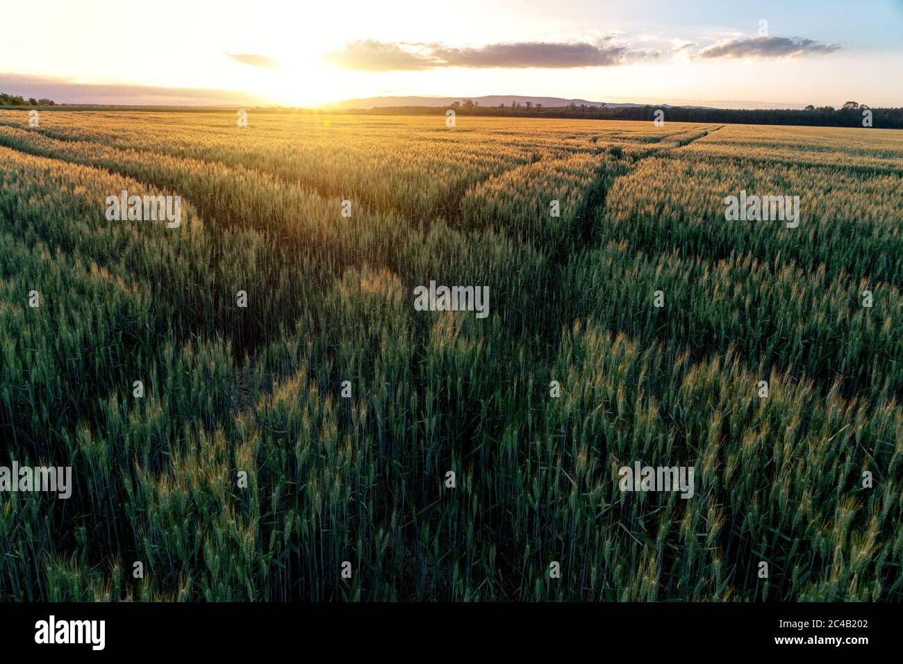 sunset over the wheat field with path ways crossing Stock Photo - Alamy