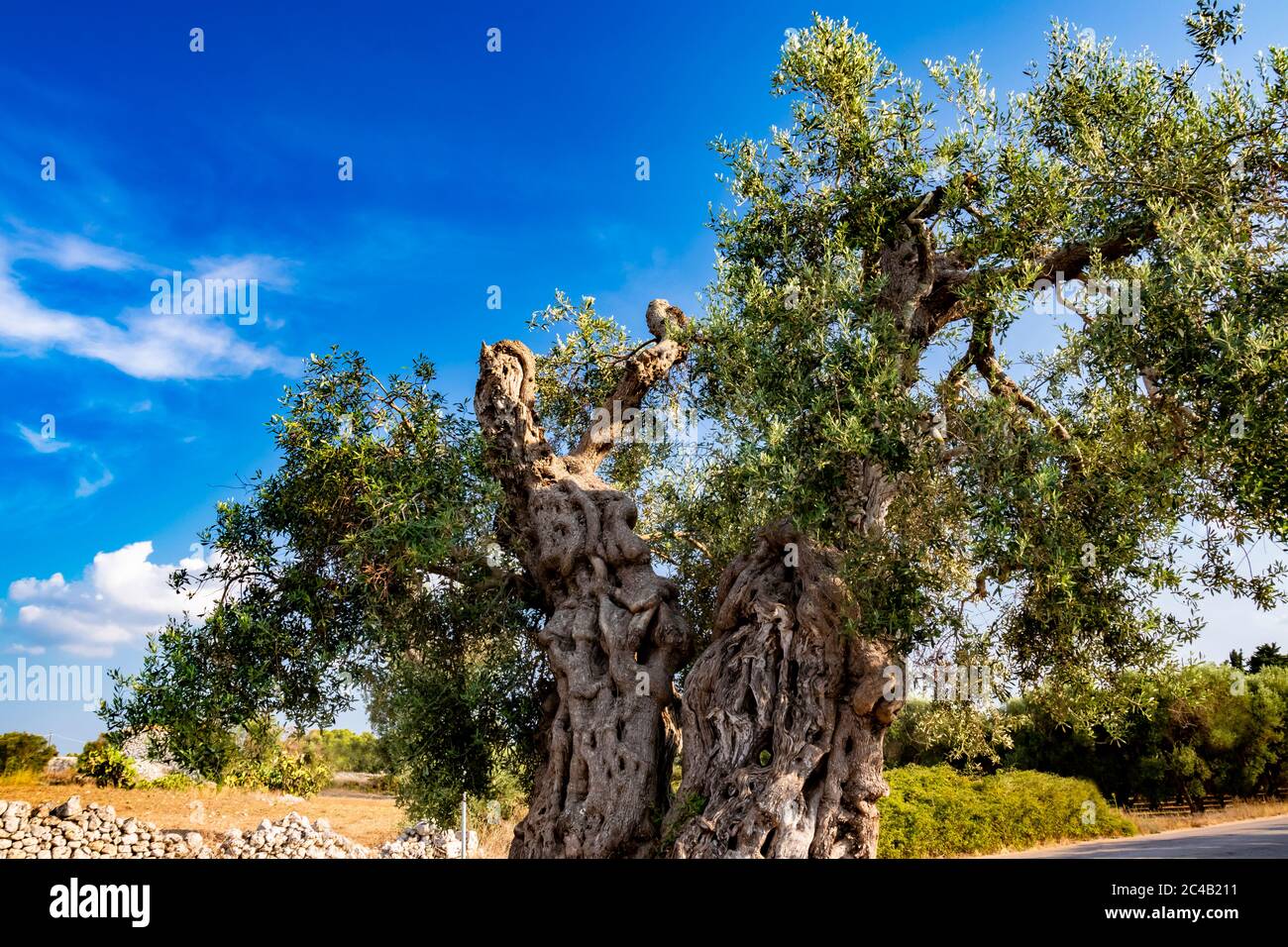 ancient olive trees of Salento, Italy, Puglia Stock Photo - Alamy