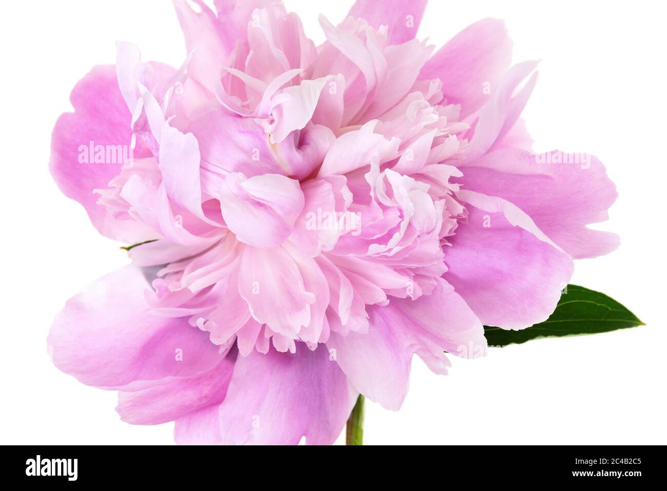 Pink-flowered bomb-type peony on a white background Stock Photo - Alamy