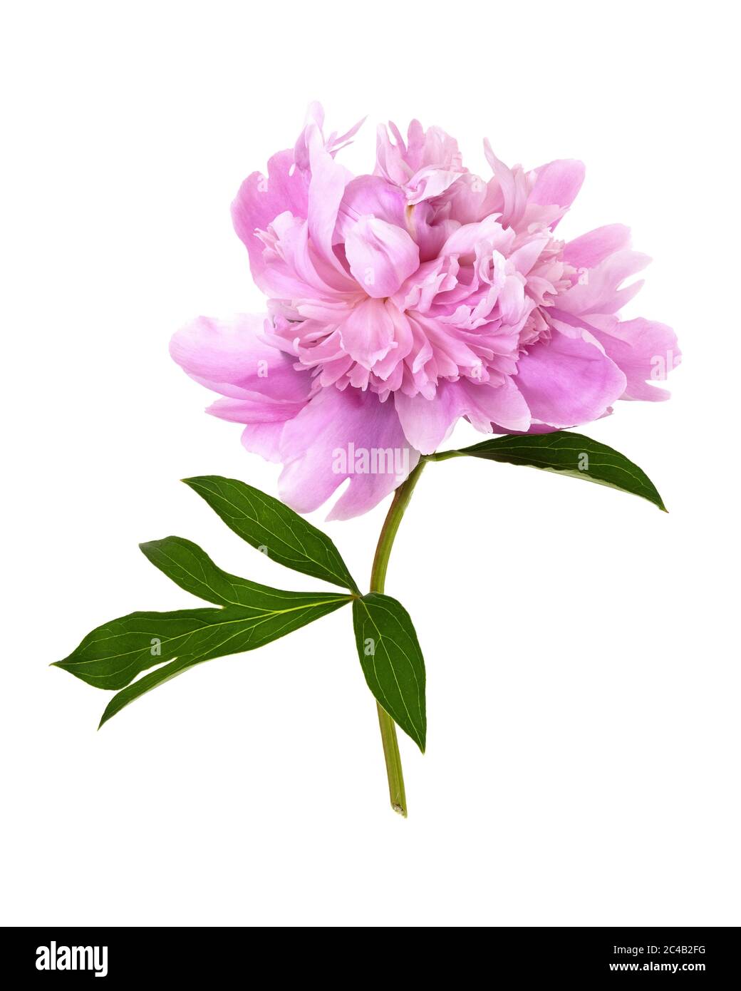 Pink-flowered bomb-type peony with leaves on a white background Stock ...