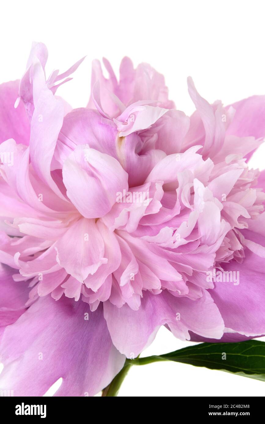 Pink-flowered bomb-type peony on a white background Stock Photo - Alamy