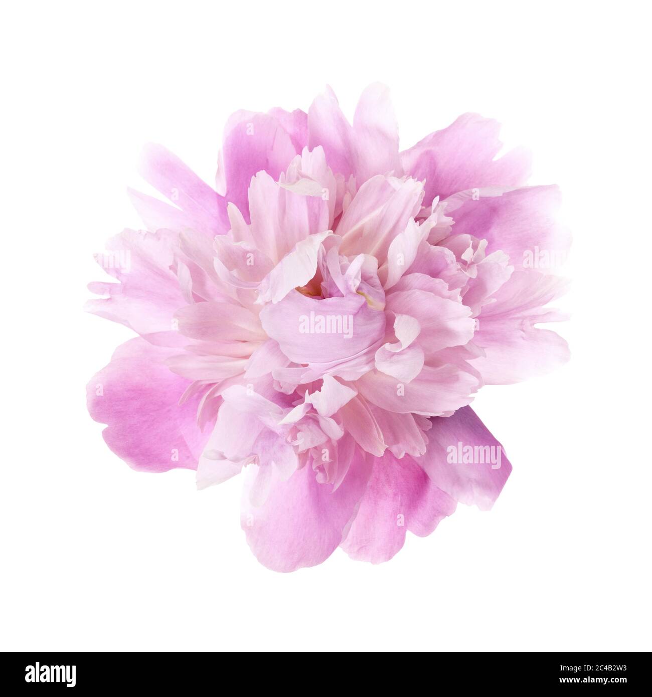 Pink-flowered bomb-type peony on a white background Stock Photo - Alamy