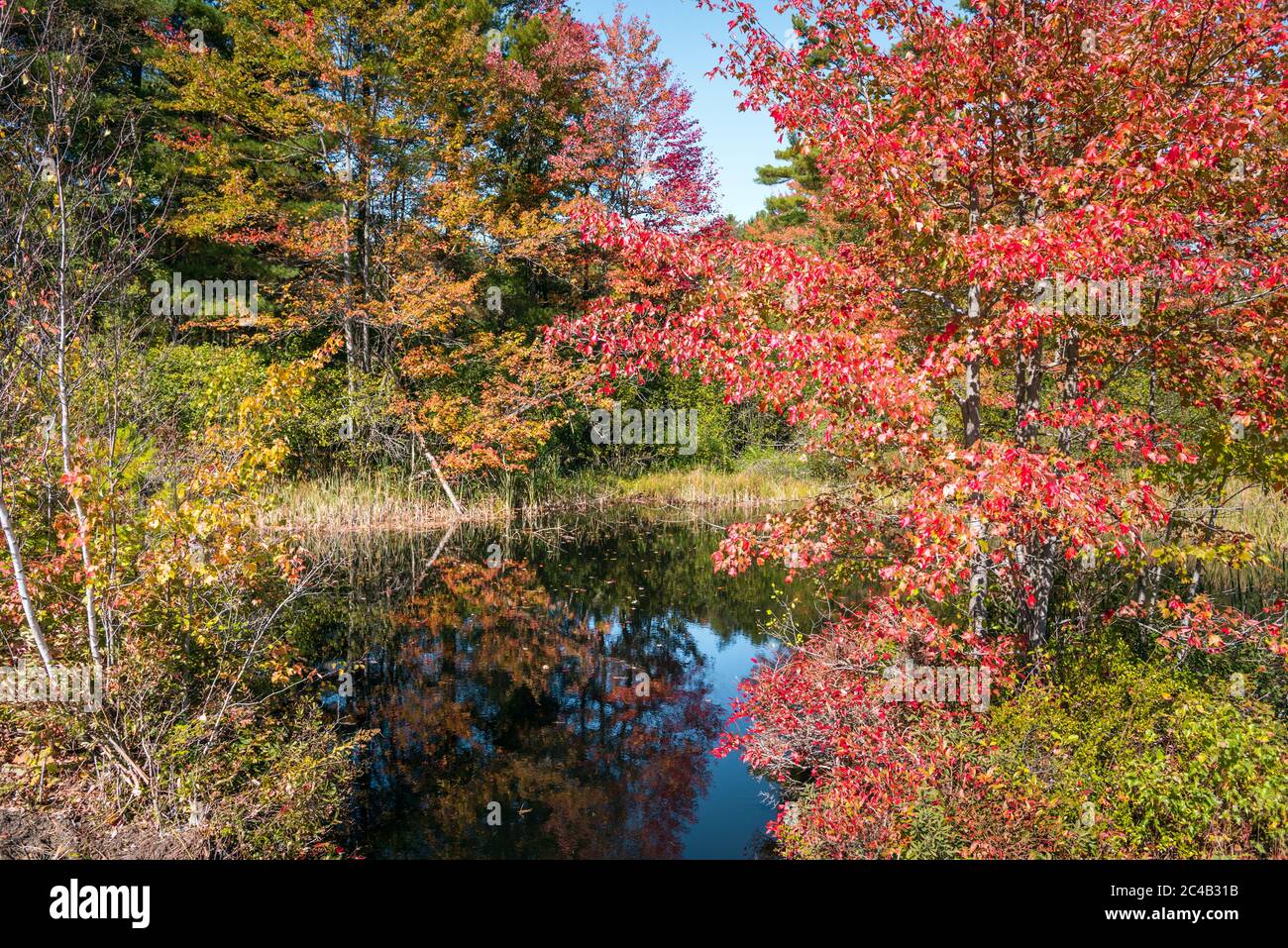 Pond and tree hi-res stock photography and images - Alamy