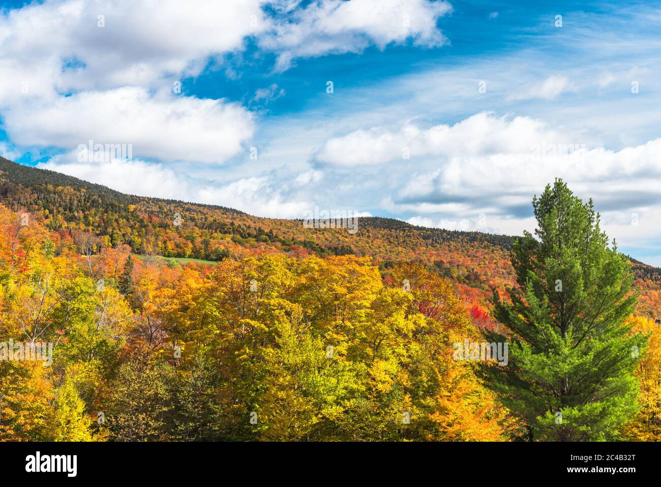 Season forest hi-res stock photography and images - Alamy