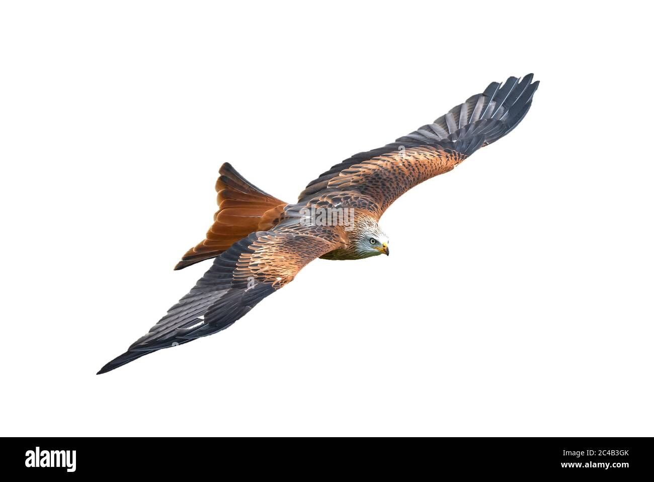 Red Kite (Milvus milvus) rapture in flight cut out and isolated on a ...
