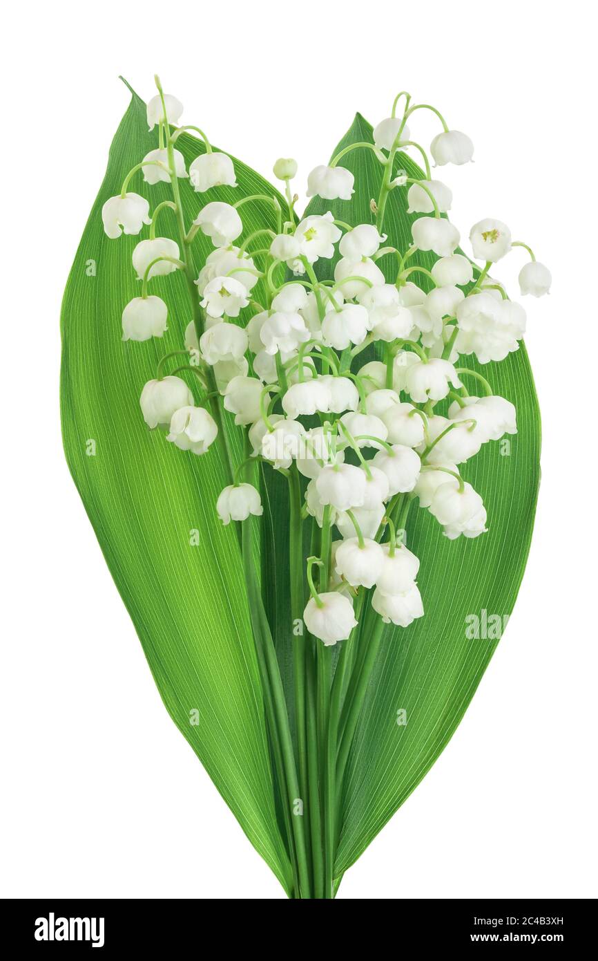 Lilly of the valley flowers isolated on white background with clipping ...