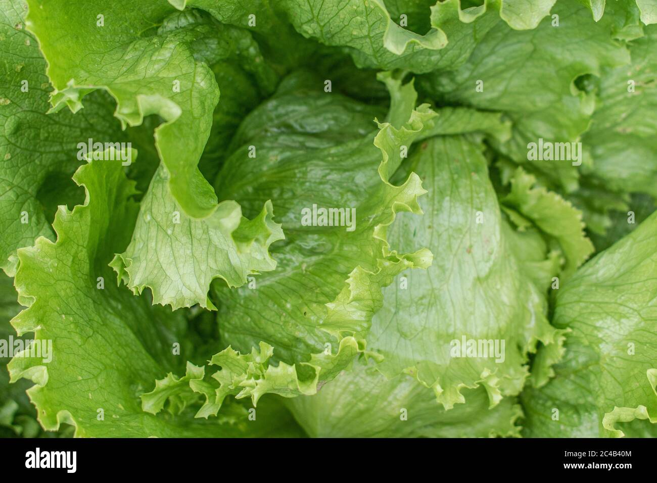 Lactuca sativa capitata hi-res stock photography and images - Alamy