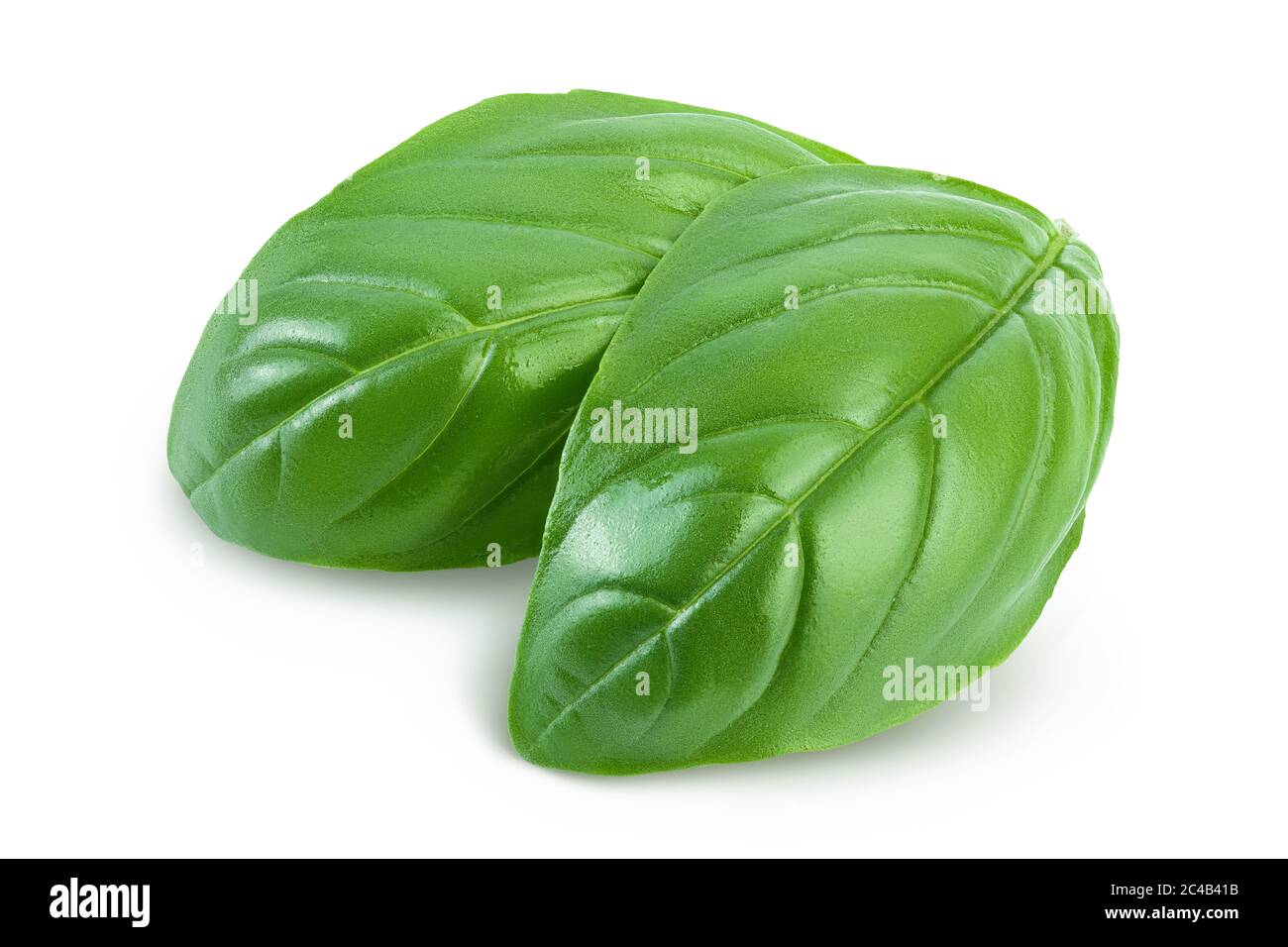 Fresh basil leaf isolated on white background with clipping path and ...