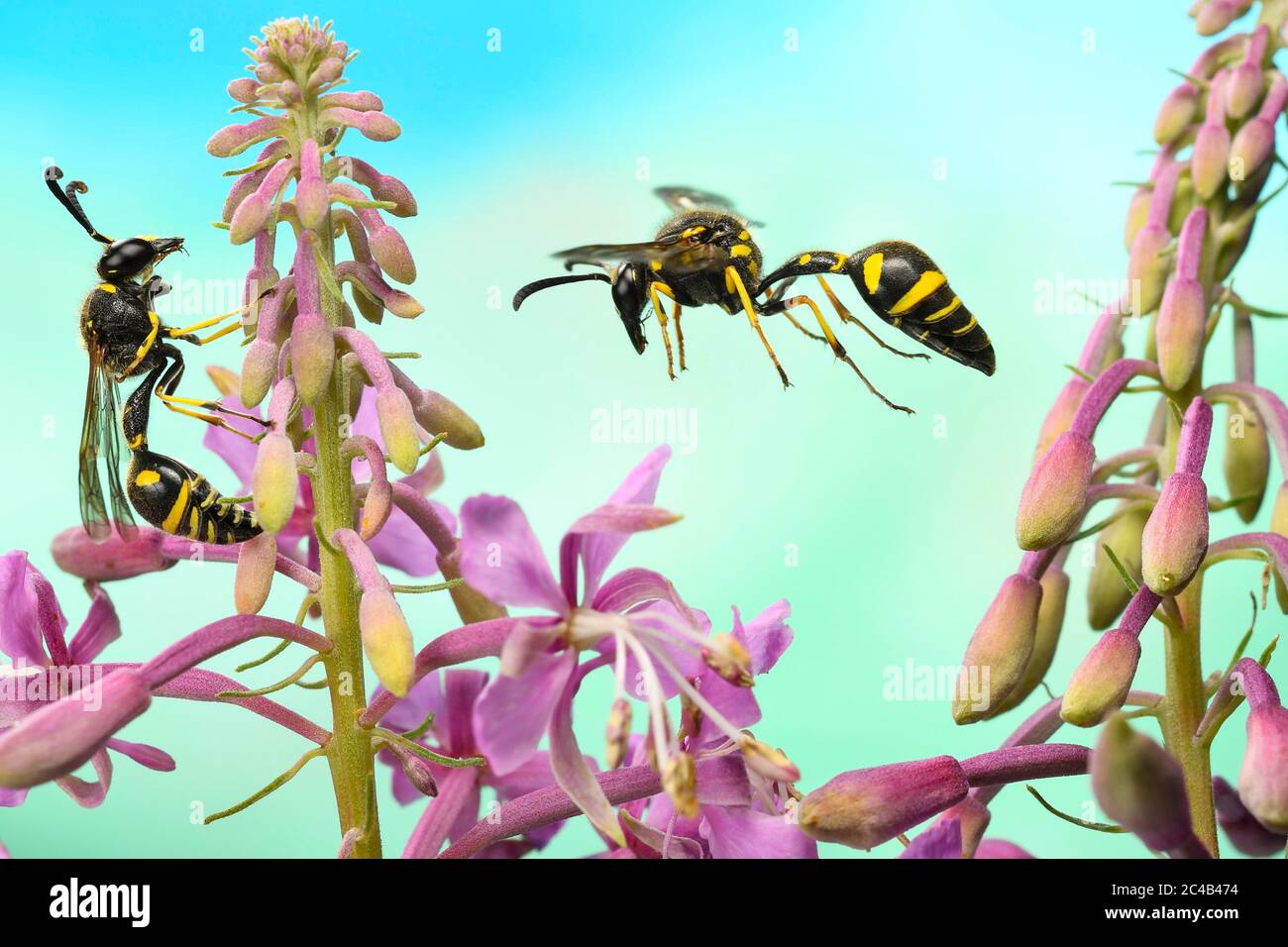 Pill wasp (Eumenes pedunculatus) on the flower of the blooming sally ...