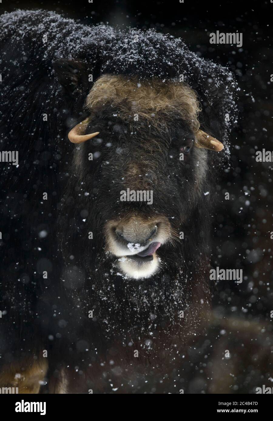 Musk ox (Ovibos moschatus) in snow drift, captive, occurrence Greenland ...