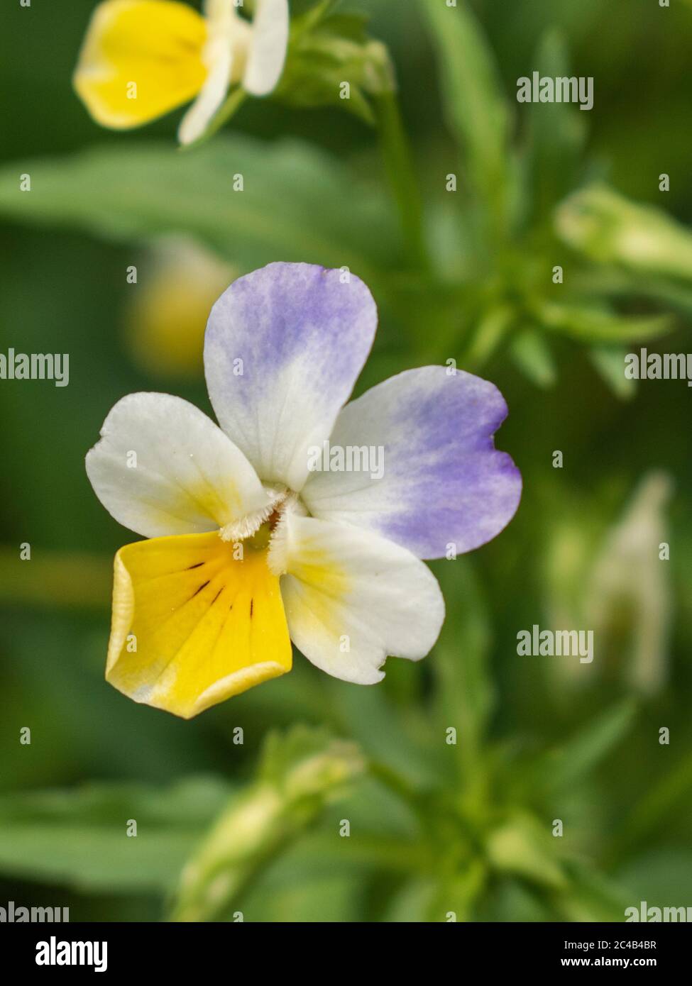 Viola tricolor wild hi-res stock photography and images - Alamy