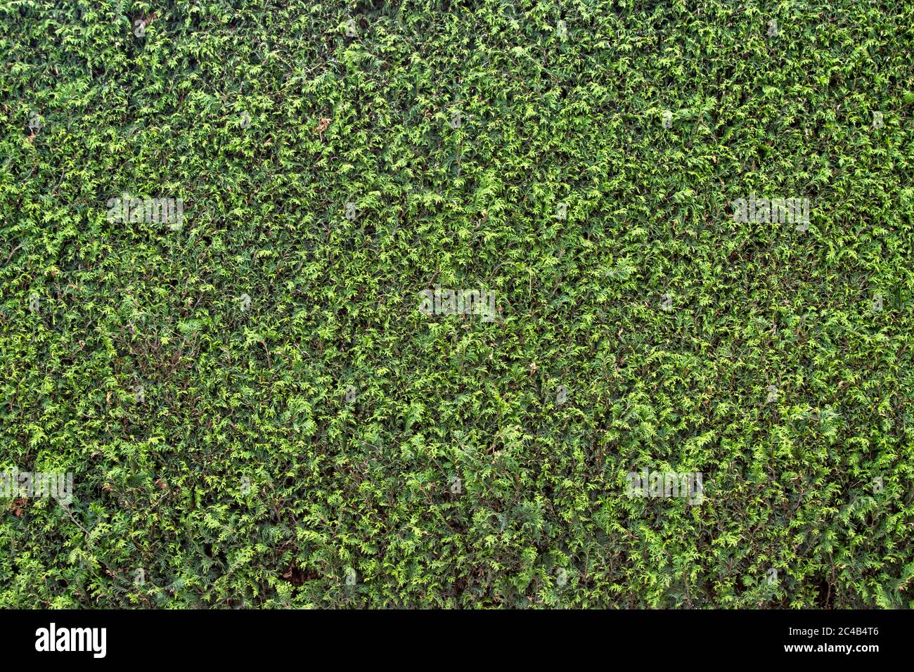 Green coniferous hedge as a background, ouddoors Stock Photo - Alamy