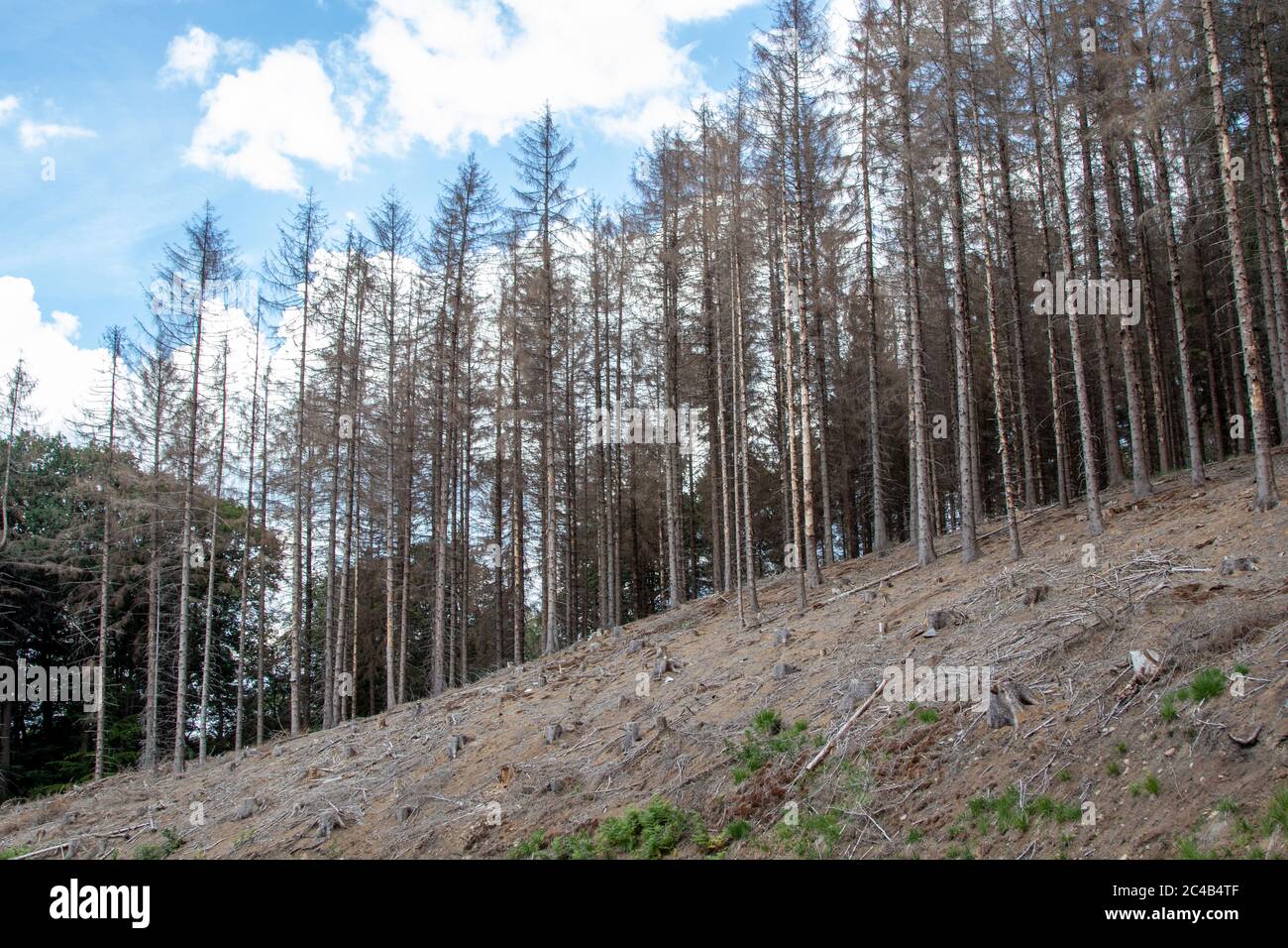Deadwood growth hi-res stock photography and images - Alamy