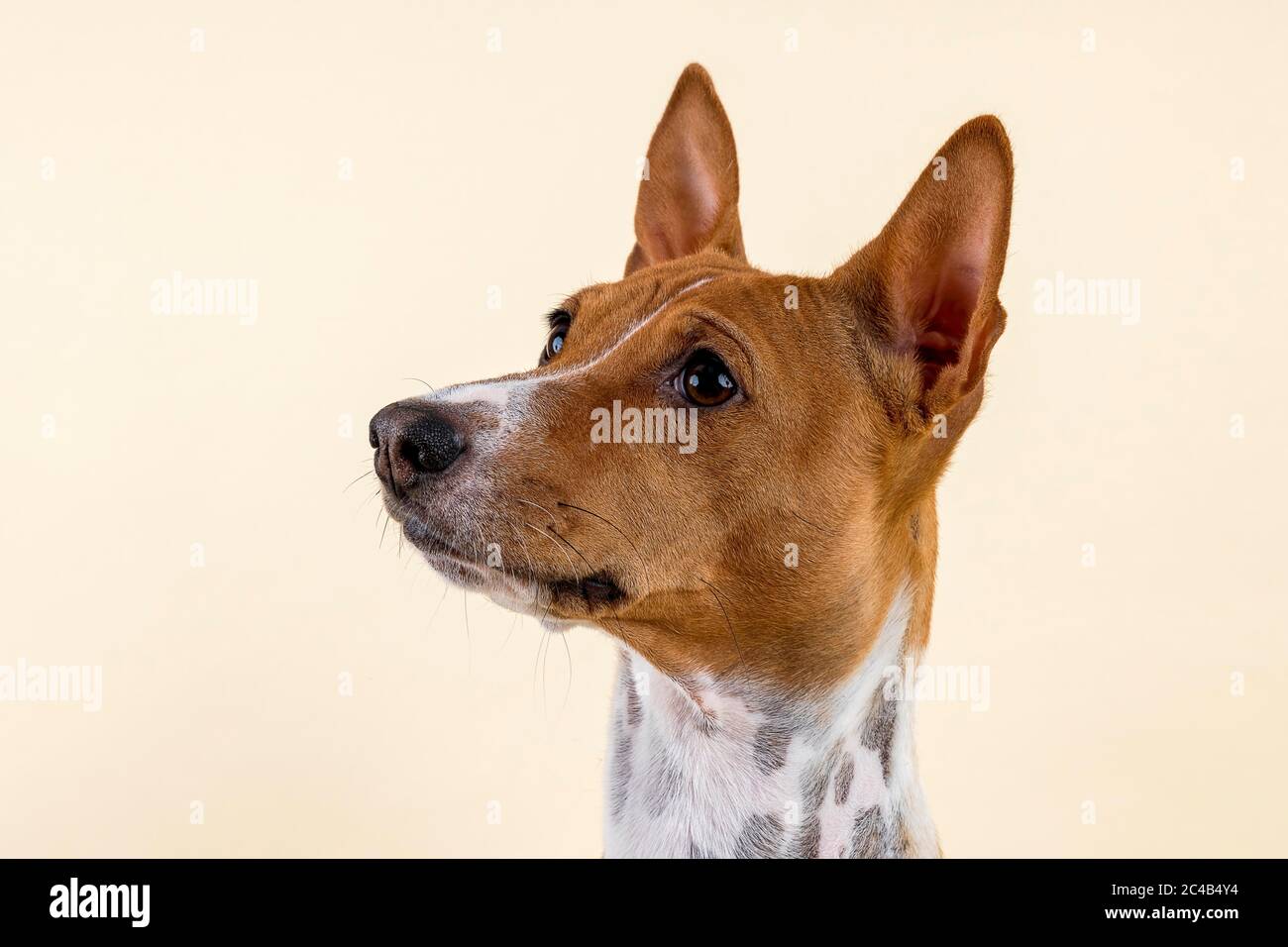 Basenji or Congo Terrier (Canis lupus familiaris), female, 4 years, red ...