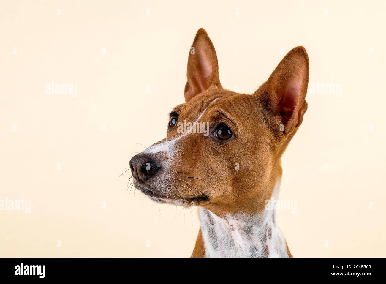 Basenji or Congo Terrier (Canis lupus familiaris), female, 4 years, red ...