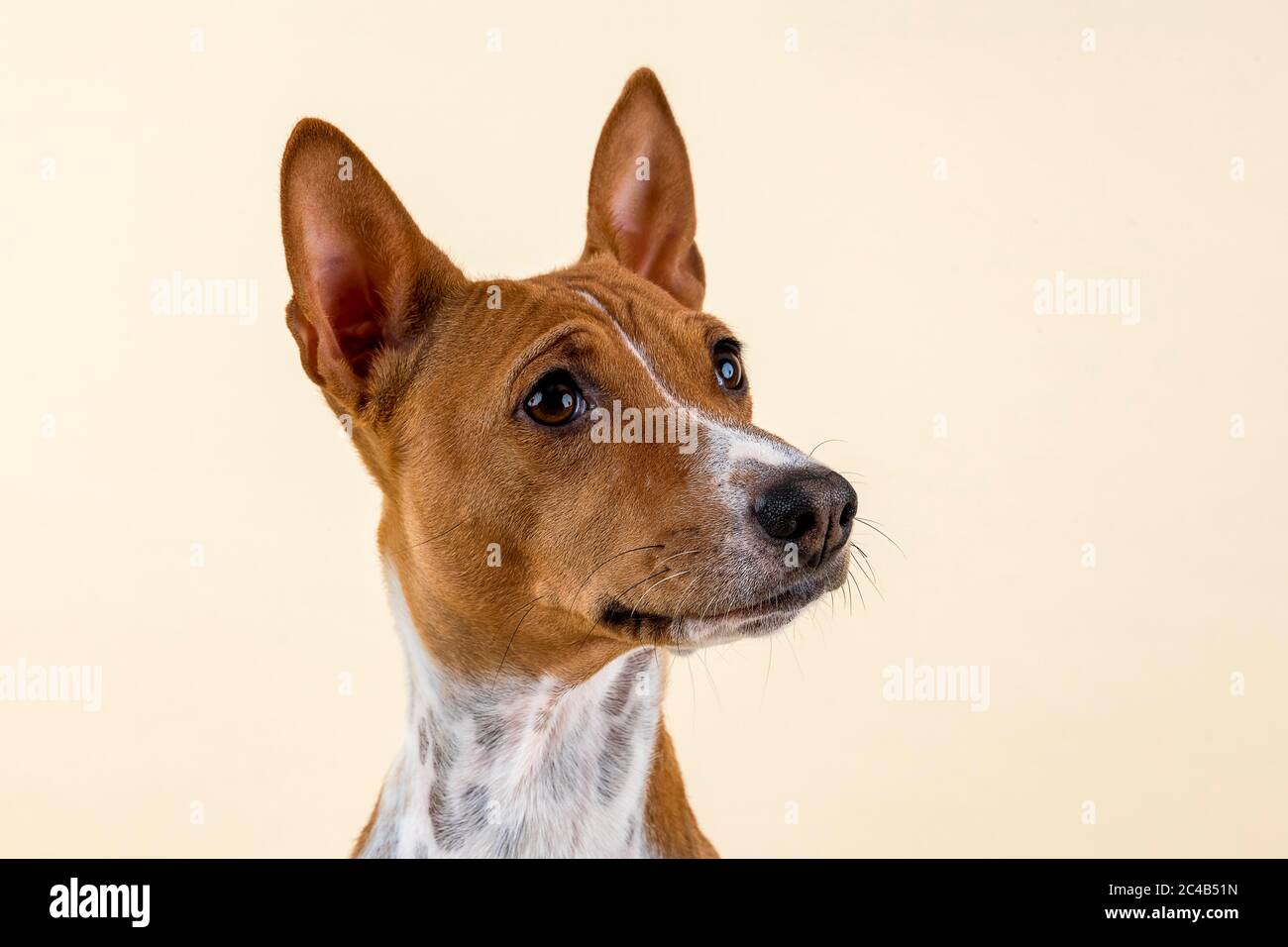 Basenji or Congo Terrier (Canis lupus familiaris), female, 4 years, red ...