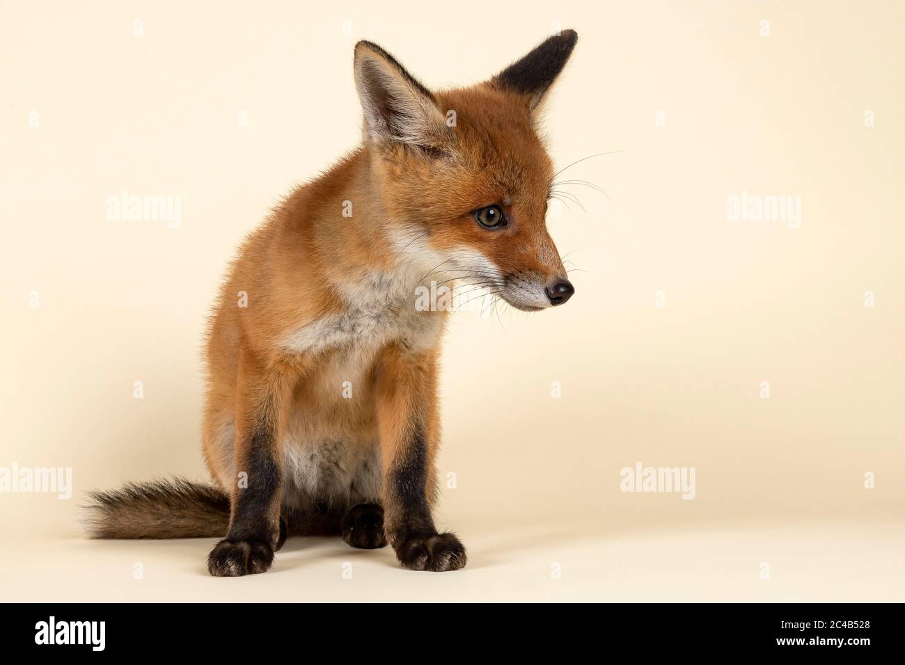 Red fox (Vulpes vulpes), young animal, sitting, looking to the side, captive, 8 weeks, studio ...