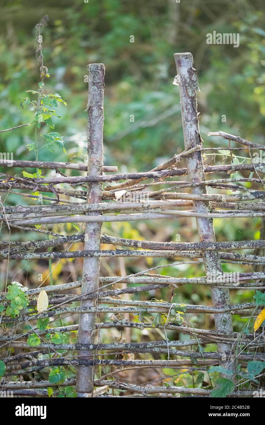 Birds and insects hi-res stock photography and images - Alamy