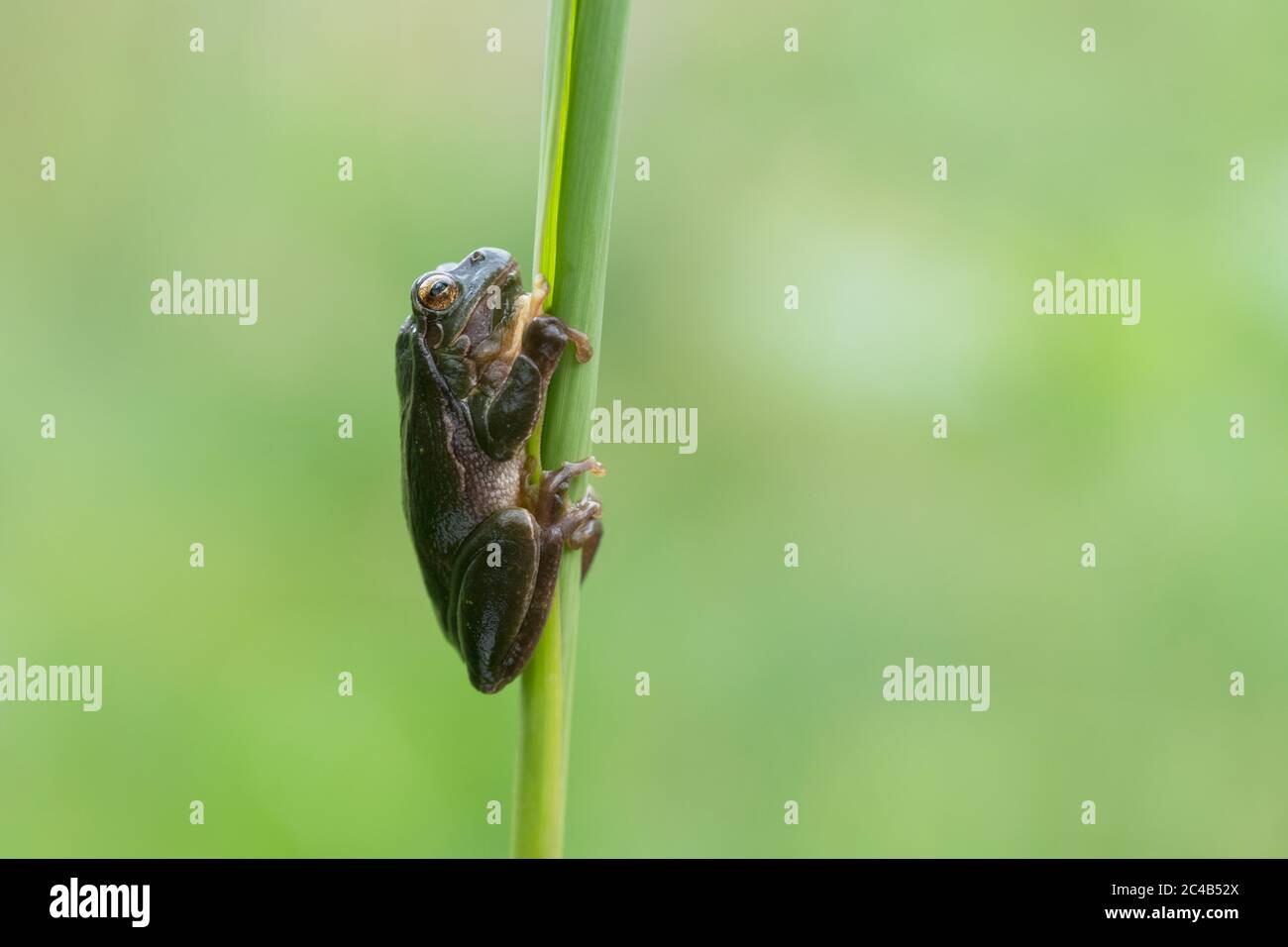 European tree frog (Hyla arborea) with dark colouring, sitting on reed ...
