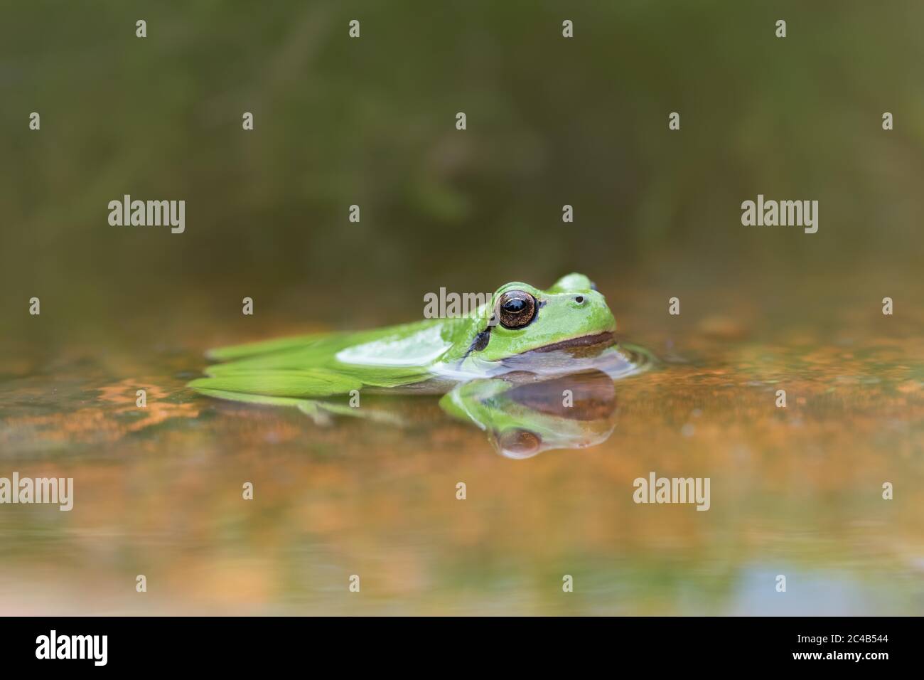 European tree frog (Hyla arborea), sitting in water, Velbert, North ...