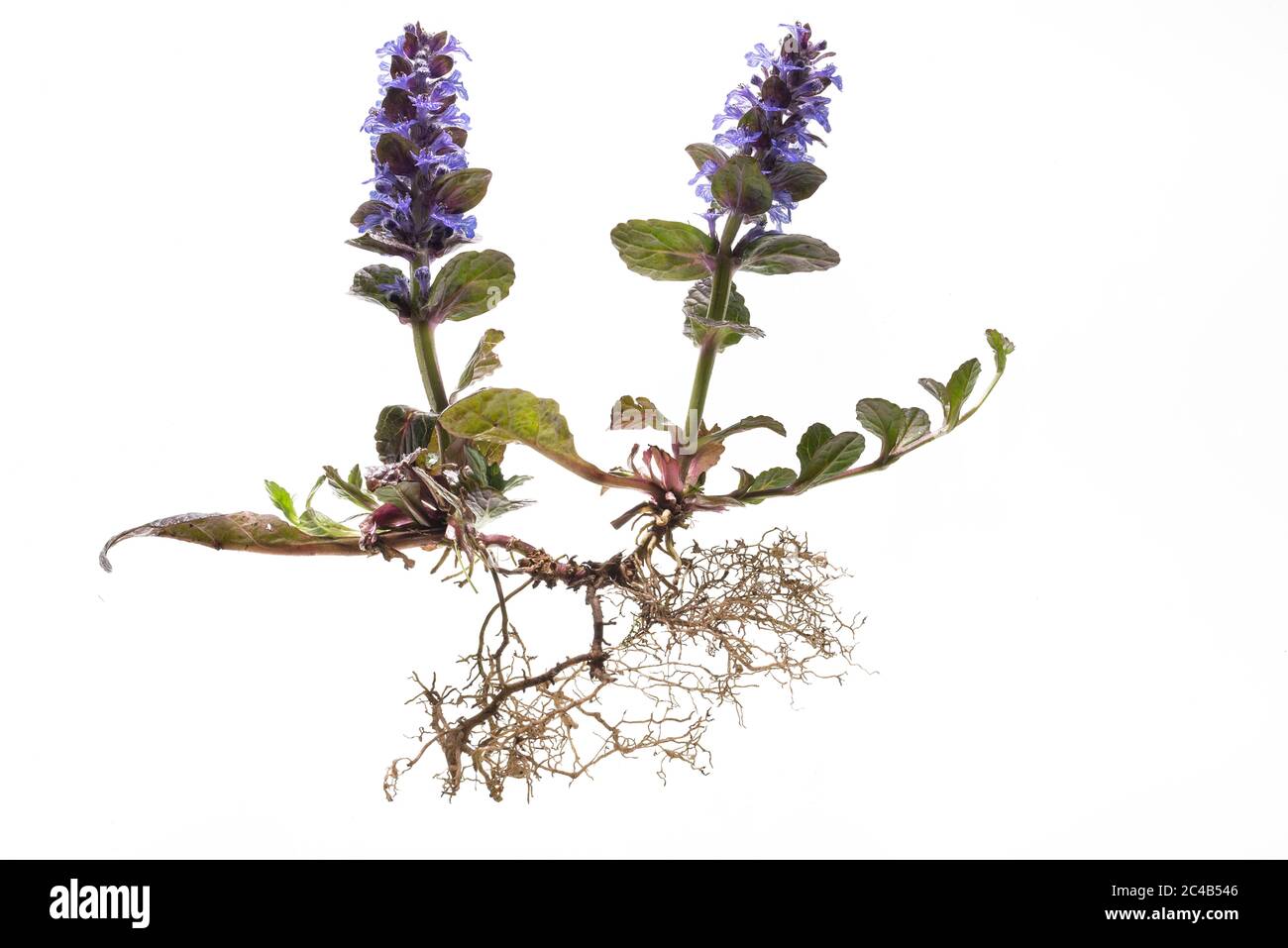 Blue bugles (Ajuga reptans) on white background, Germany Stock Photo ...