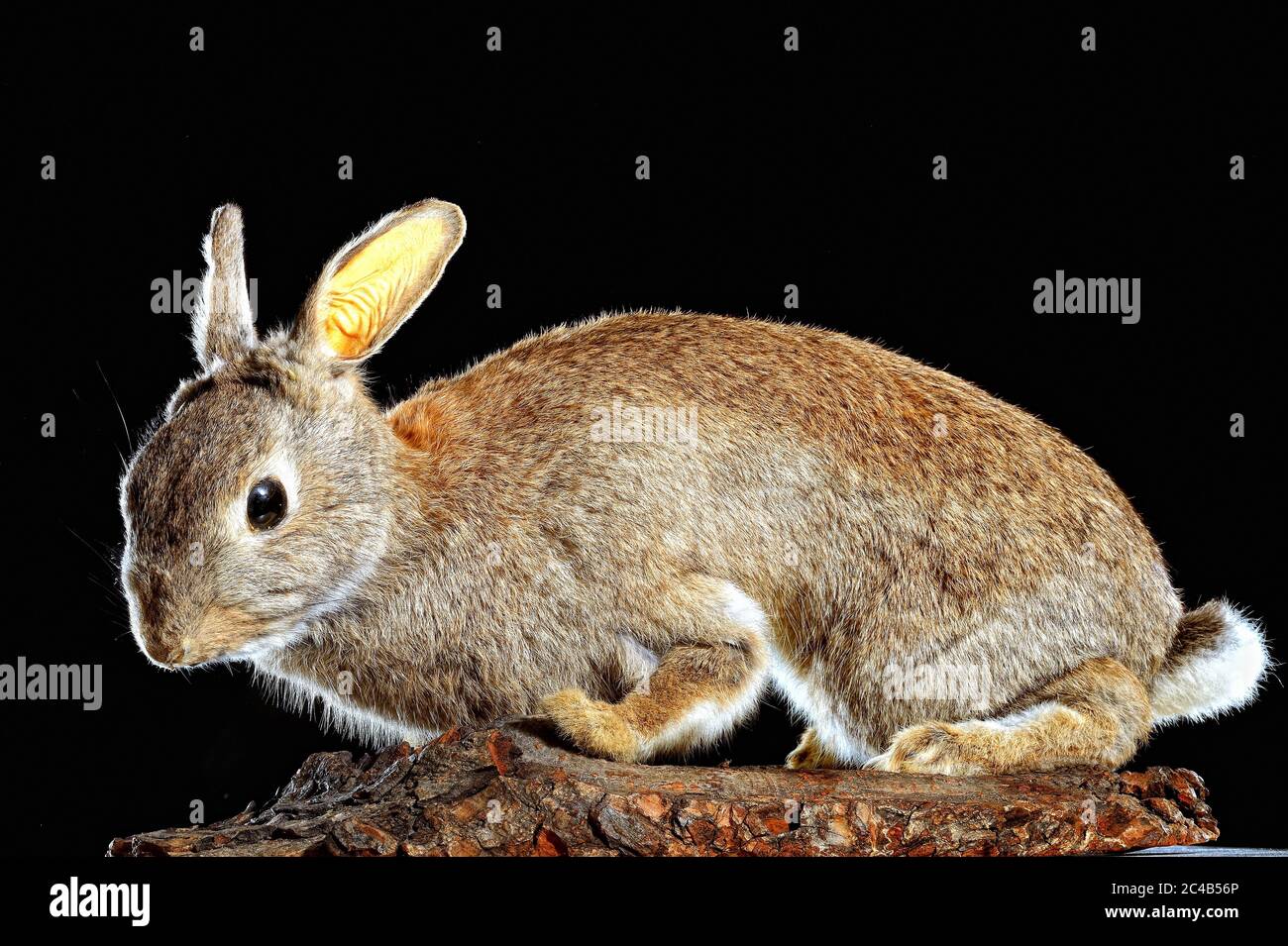 Young European hare, stuffed, animal preparation (Lepus europaeus Stock ...