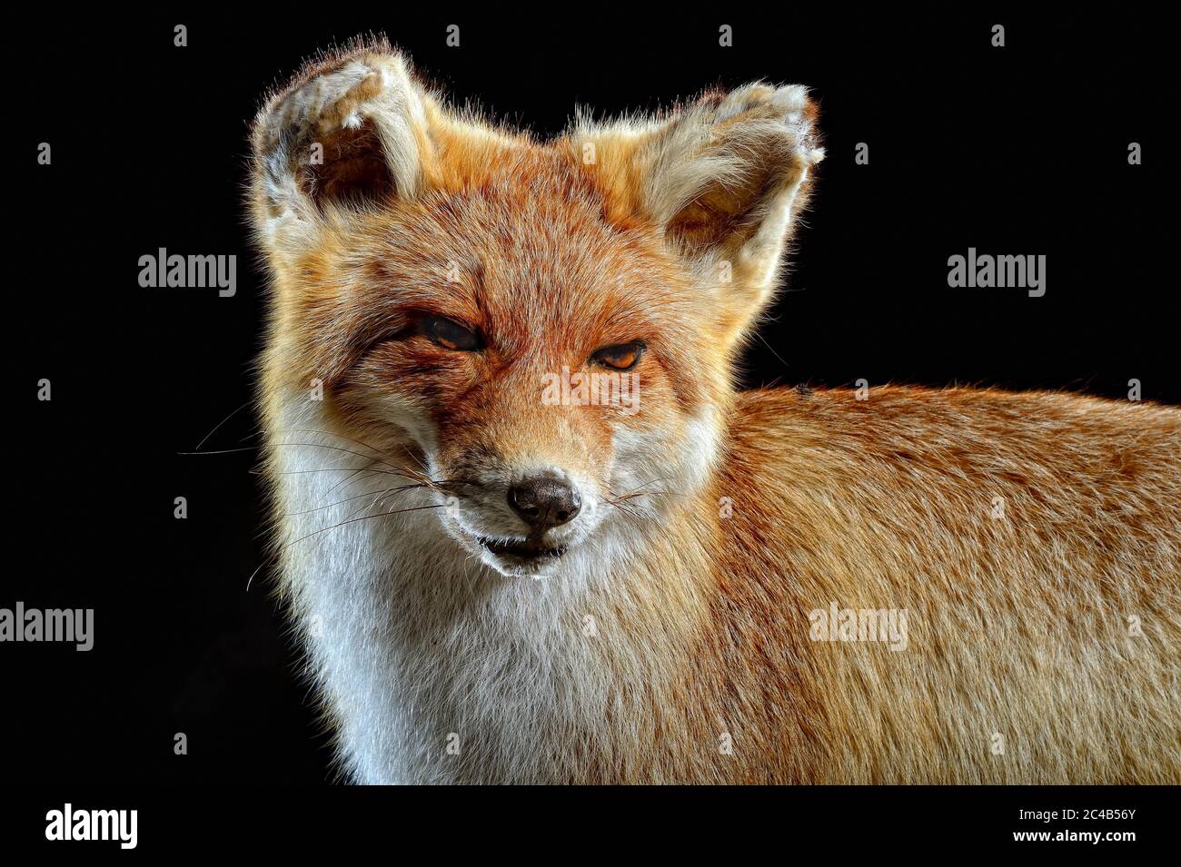 Animal preparation hi-res stock photography and images - Alamy