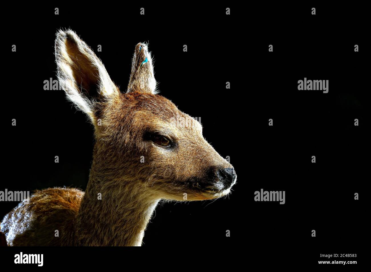 European roe deerkitz (Capreolus capreolus), animal preparation,Germany ...