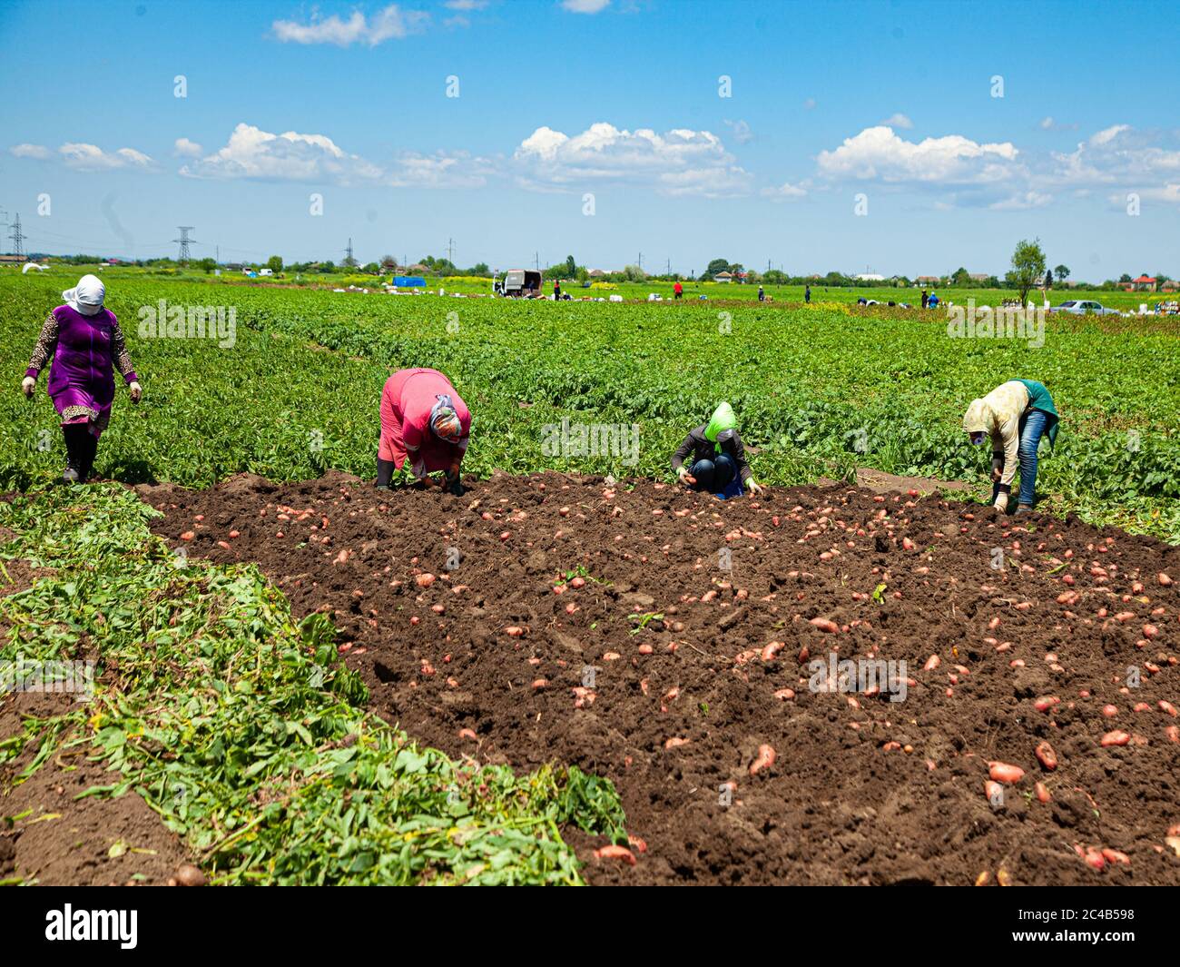 Farmers working in the potato plantations Stock Photo - Alamy