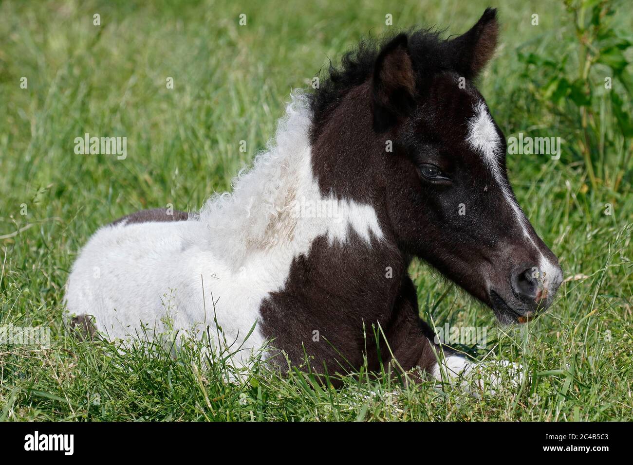 Baby Pinto Horses
