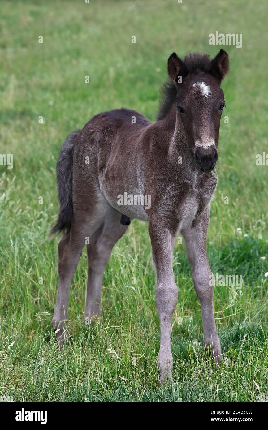 Colt foal hi-res stock photography and images - Alamy