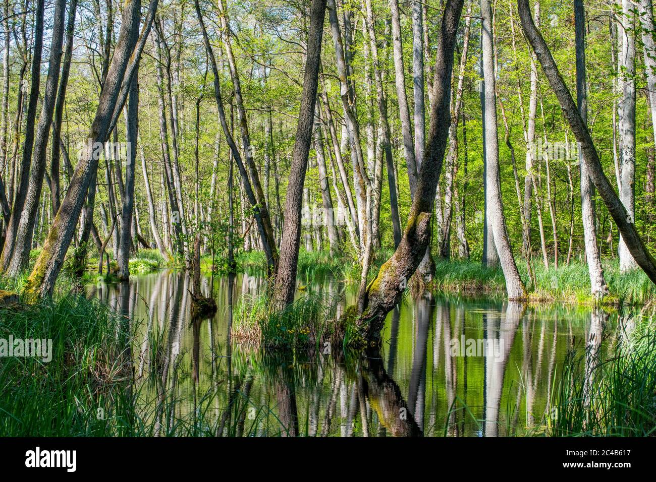 Alder swamp forest in the Briesetal nature reserve, Oberhavel ...