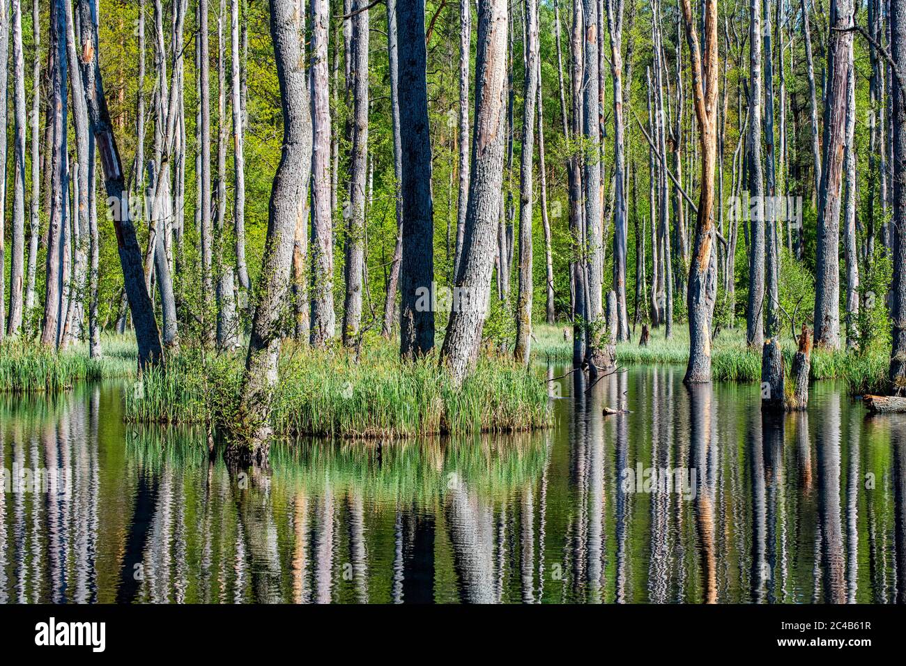 Alder swamp forest in the briesetal nature reserve hi-res stock ...