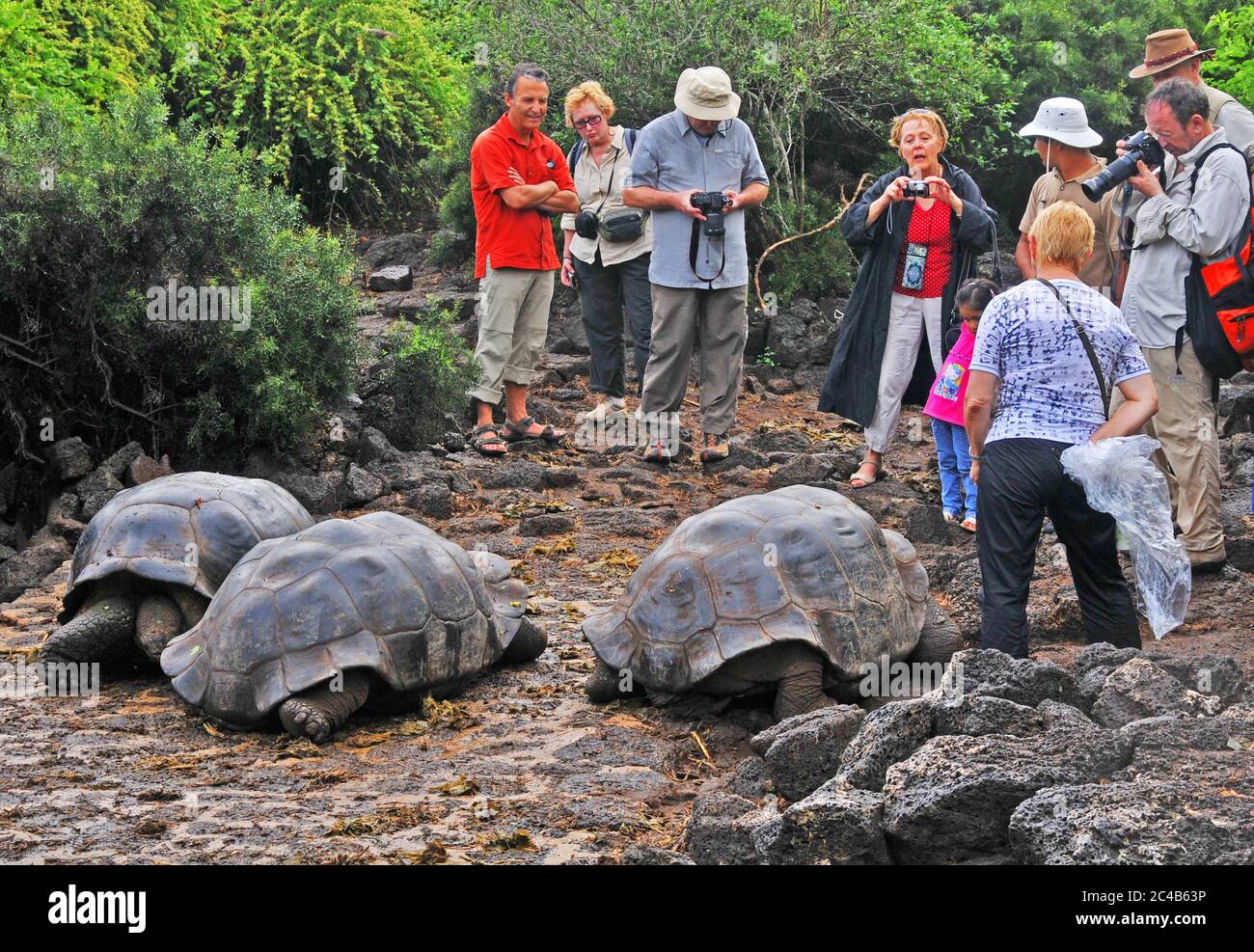 tourists and tortoises in park of Charles Darwin foundation, Puerto ...